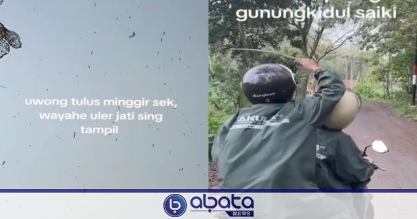 Viral Ribuan Ulat Jati Bergelantungan di Gunungkidul, Bikin Pengendara Takut