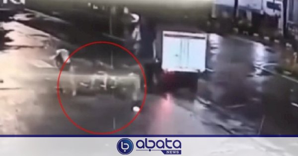 Viral Sopir Mobil Ekspedisi Gagalkan Aksi Begal yang Rampas Motor Driver Ojol