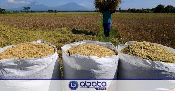 Petani Harus Tahu, Bulog Wajib Beli Gabah Kering Seharga Rp6500 per ...